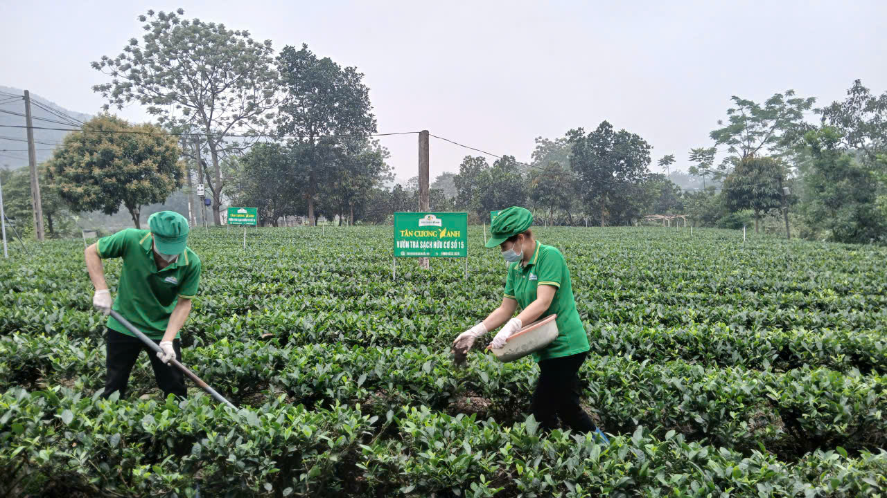 Sơ kết mô hình sản xuất chè theo tiêu chuẩn hữu cơ Việt Nam TCVN 11041 ...