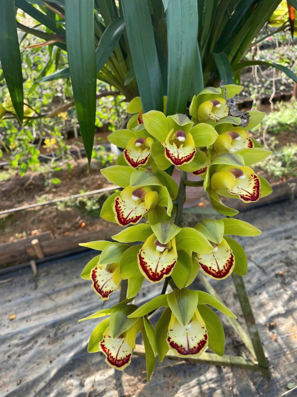 Anggrek Tran Mong Xuan - esensi pegunungan dan hutan, membuka jalan ...